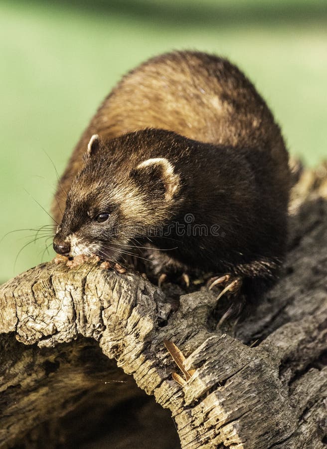 Polecat eating stock photo. Image of studio, female, polecat - 12863504