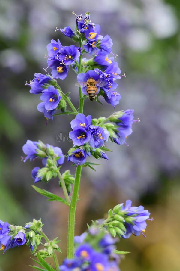 Polemonium caeruleum stock photo. Image of fresh, ladder - 123483244