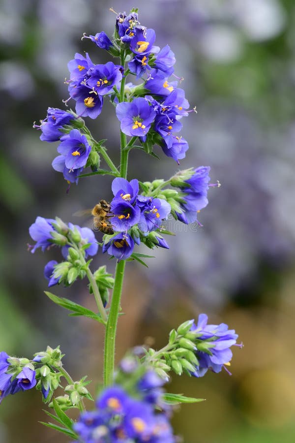 Polemonium caeruleum stock image. Image of beautiful - 132774771
