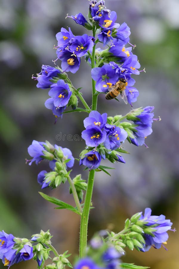 Polemonium caeruleum stock photo. Image of horticultural - 121184086