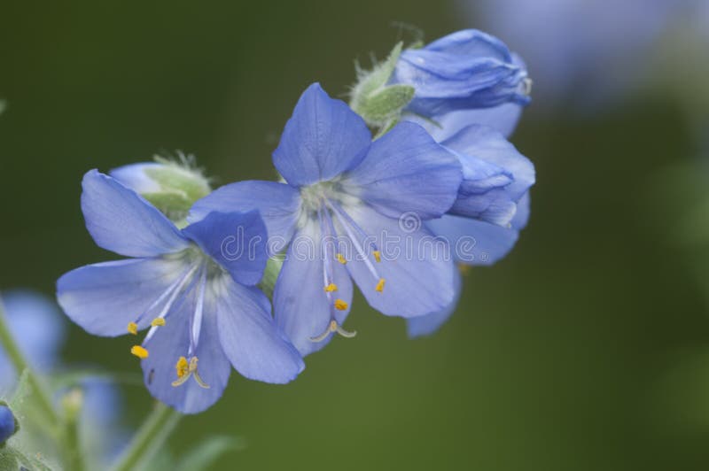 Polemonium Caeruleum Beautiful Flowers in Bloom, Wild Blue Flowering ...