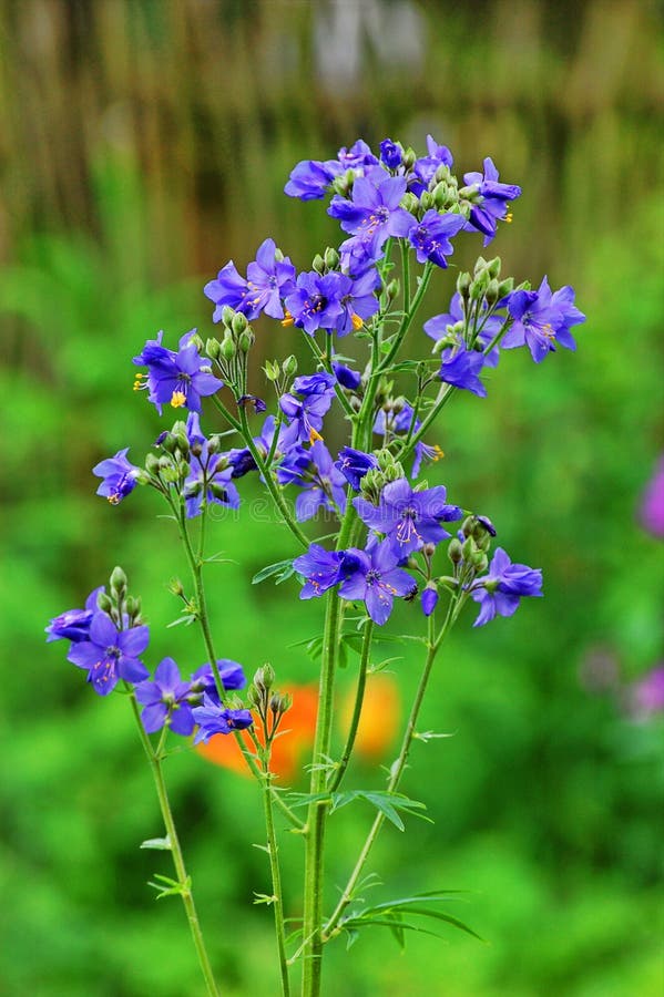 Polemonium Caeruleum Beautiful Flowers in Bloom, Wild Blue Flowering ...