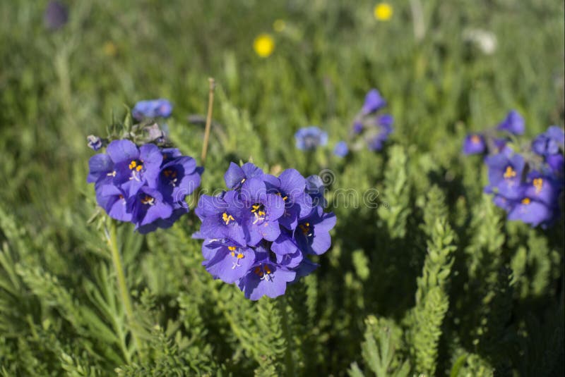 Polemonium Eximium Flower (Jacob S Ladder, Skypilot) Stock Photo ...