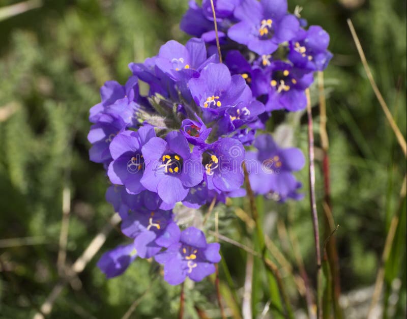 Polemonium Eximium Flower (Jacob S Ladder, Skypilot) Stock Photo ...