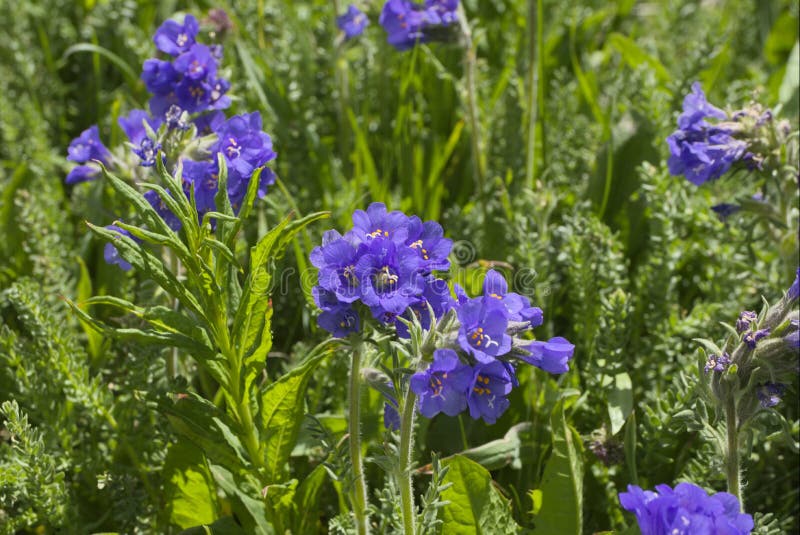 Polemonium Eximium Flower (Jacob S Ladder, Skypilot) Stock Photo ...