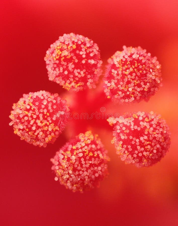 Polen foto de archivo. Imagen de flor, vivo, organismo - 5816284