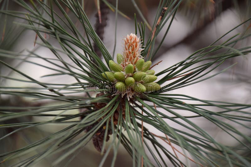 Polen cone stock photo. Image of polen, young, pinus - 91186066