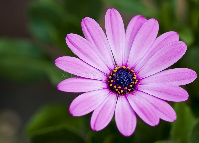 Polen de la flor foto de archivo. Imagen de colorido - 12864694