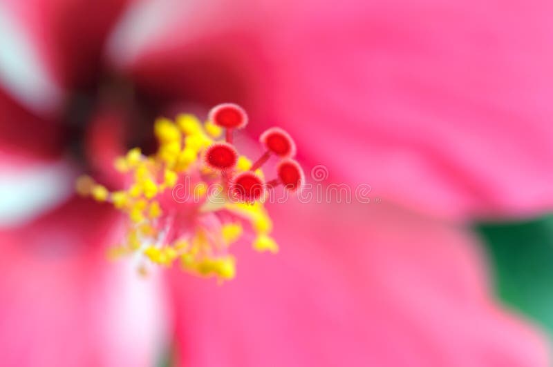 Polen De La Flor Del Hibisco Imagen de archivo - Imagen de rosa ...