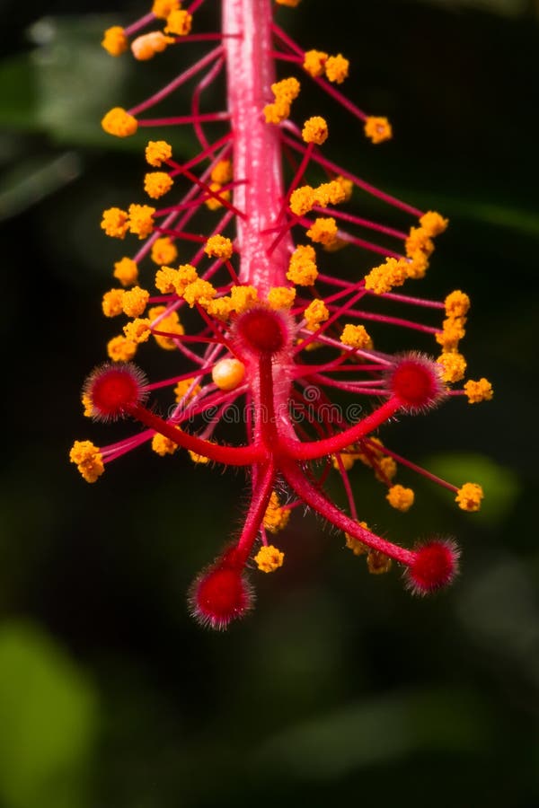Polen Del Primer De La Flor Del Hibisco Imagen de archivo - Imagen de ...
