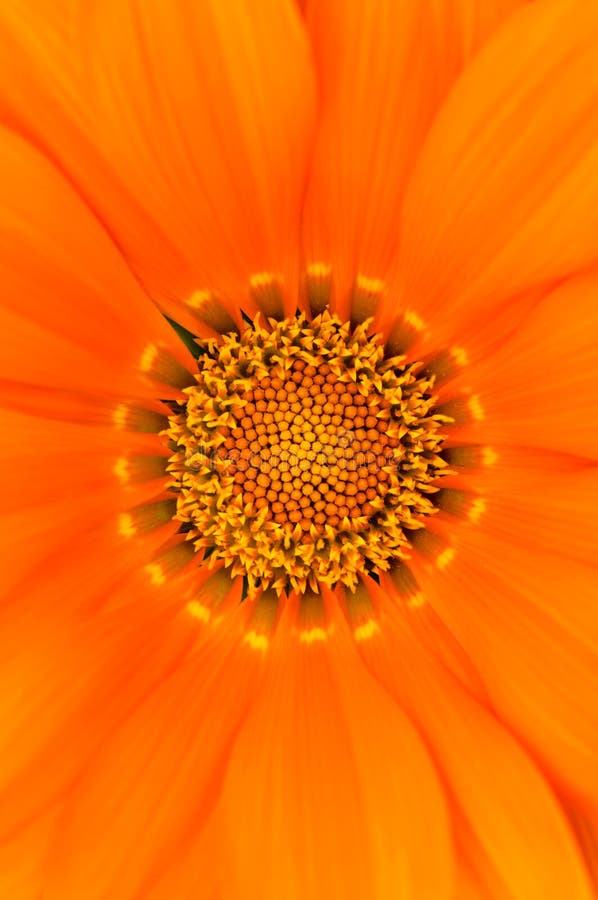 Polen en flor foto de archivo. Imagen de flora, brillante - 31825874