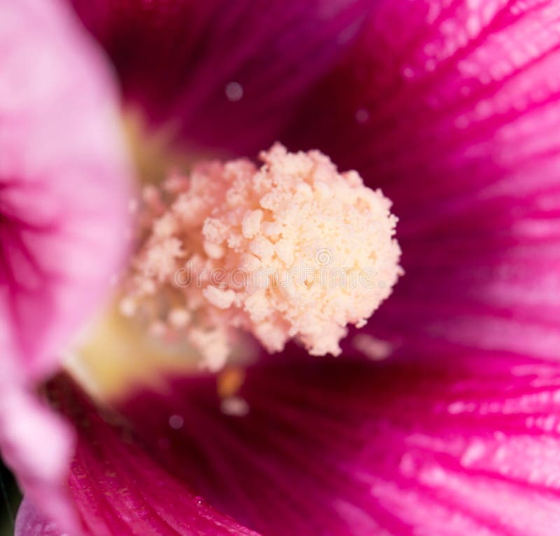 Polen Rojo De La Flor Primer Imagen de archivo - Imagen de flora, flor ...