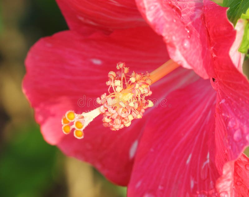 Polen Rosado De La Flor Del Hibisco Imagen de archivo - Imagen de ...