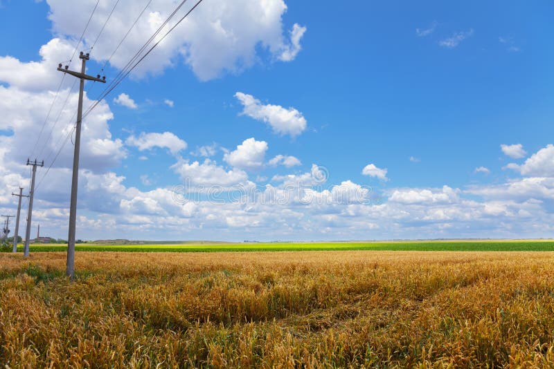 Poles in the fields stock image. Image of grow, farmland - 42223267