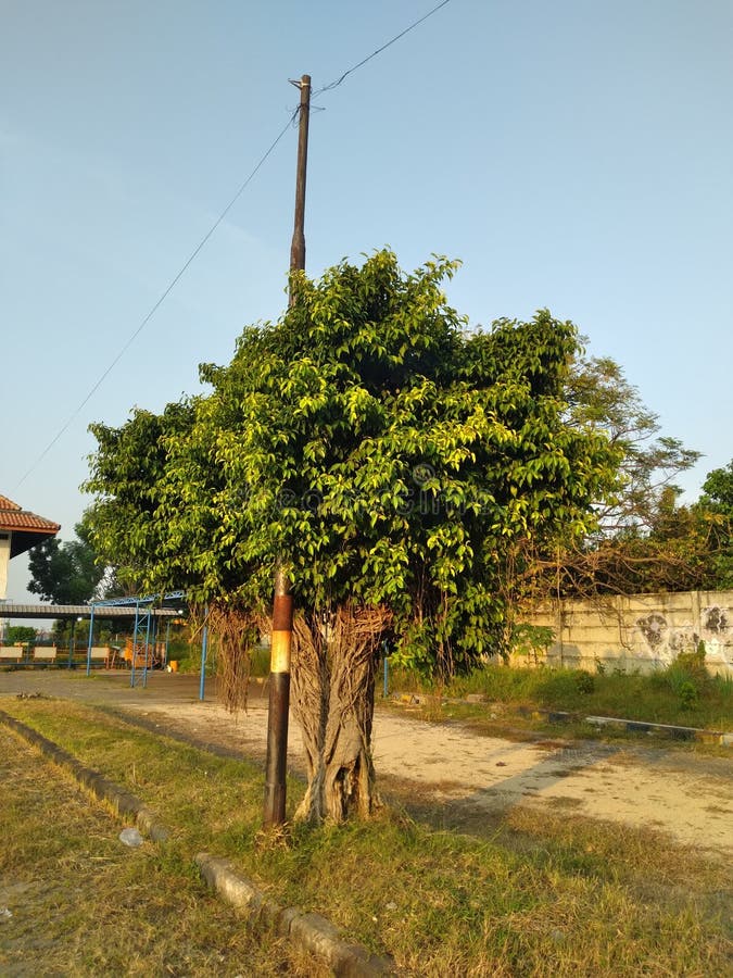 Poles Supporting Telephone Cables and Banyan Trees Stock Photo - Image ...