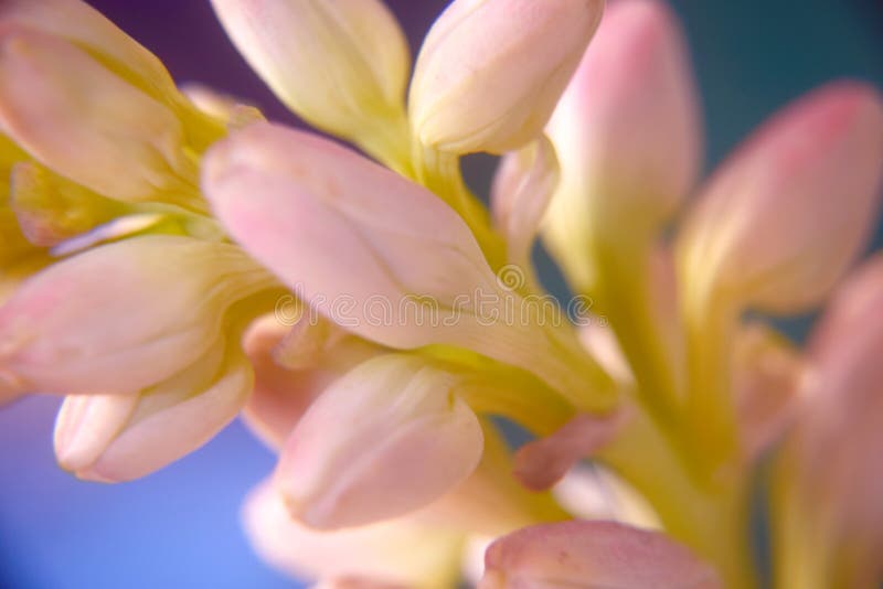 Polianthes tuberose stock image. Image of season, tuberose - 111315629