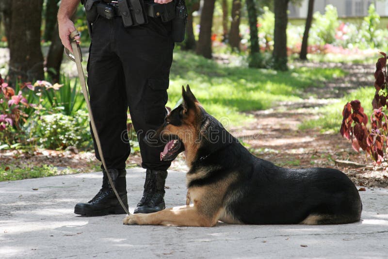 Police Dog 1 stock image. Image of attack, drug, leash - 302581