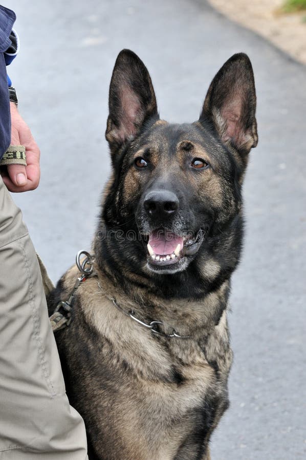 Police dog stock photo. Image of brown, watchdog, pets - 25287334