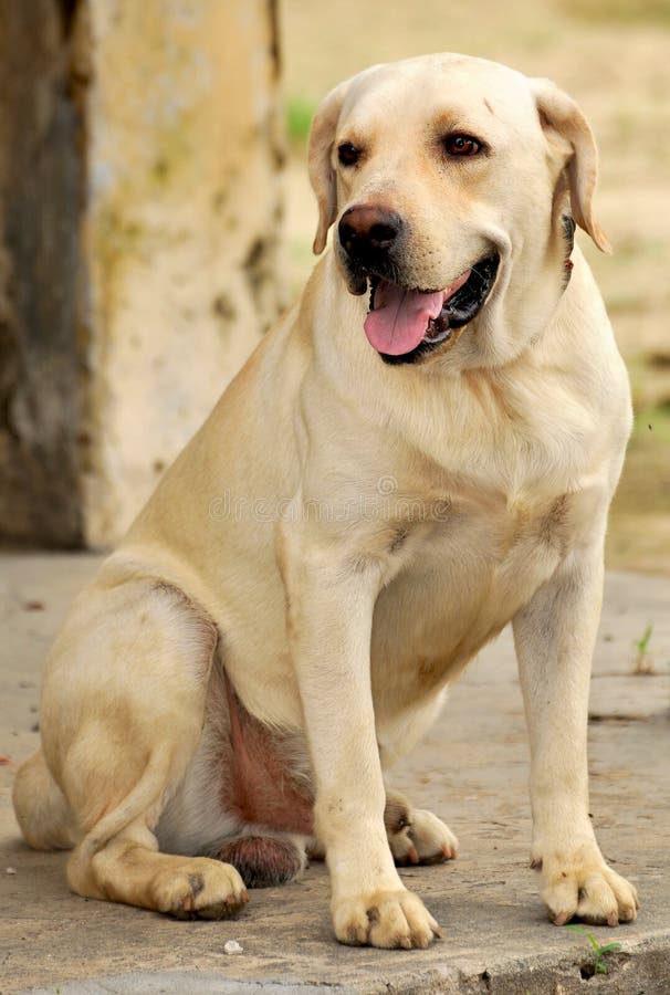 Are Labs Good Police Dogs