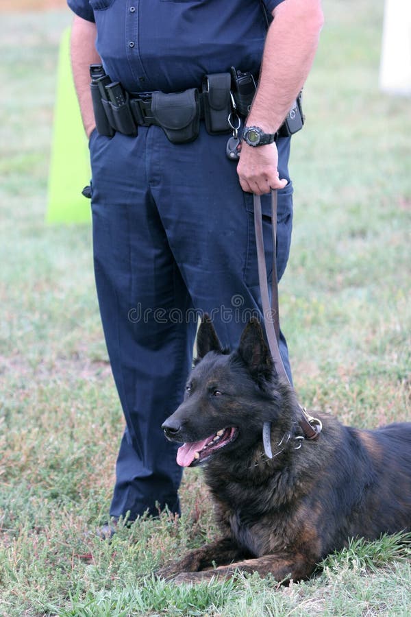Police Dog stock photo. Image of police, animals, animal - 16783836