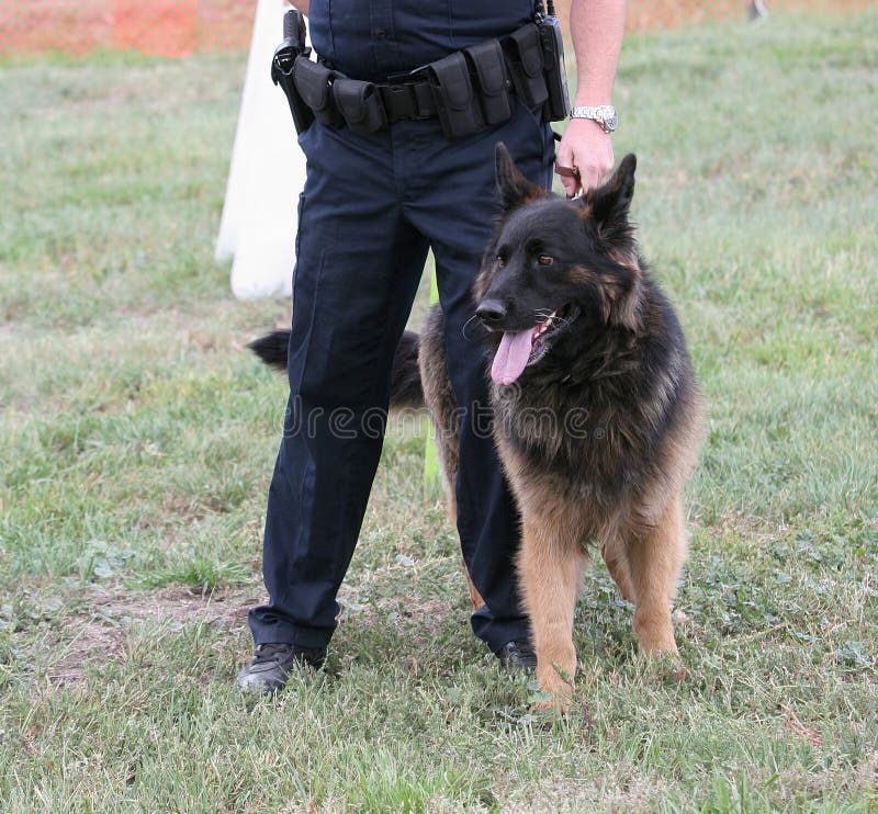 Police Dog stock image. Image of animal, uniform, canine - 30463237