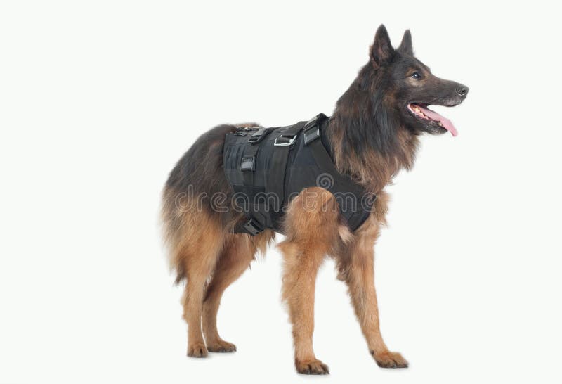 Police dog stock photo. Image of equipment, vest, panting - 19002410