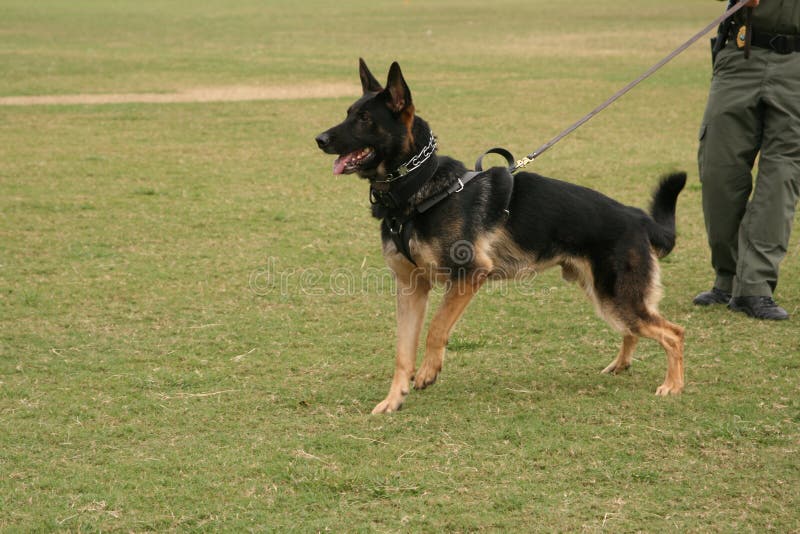 Police dog editorial photography. Image of grass, pawed - 22625632