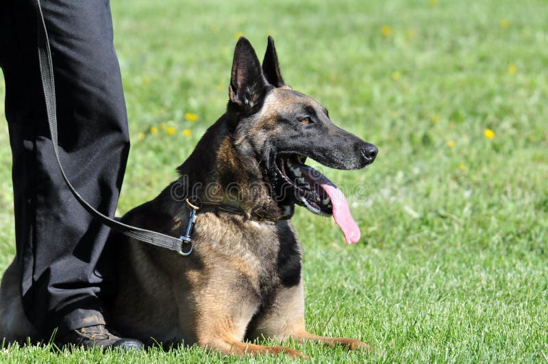 Police car editorial stock image. Image of british, police - 14572124