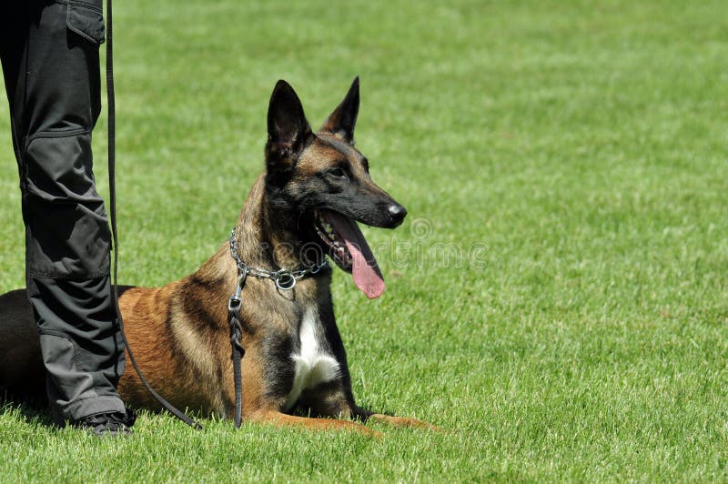 Police dog stock photo. Image of brown, watchdog, pets - 25287334