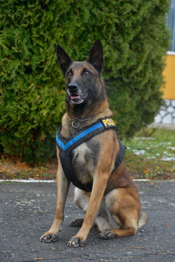 Police Dog - German Shepherd Stock Image - Image of shepherd, focused ...