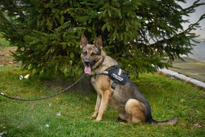 Police Dog - German Shepherd Stock Photo - Image of command, shepherd ...