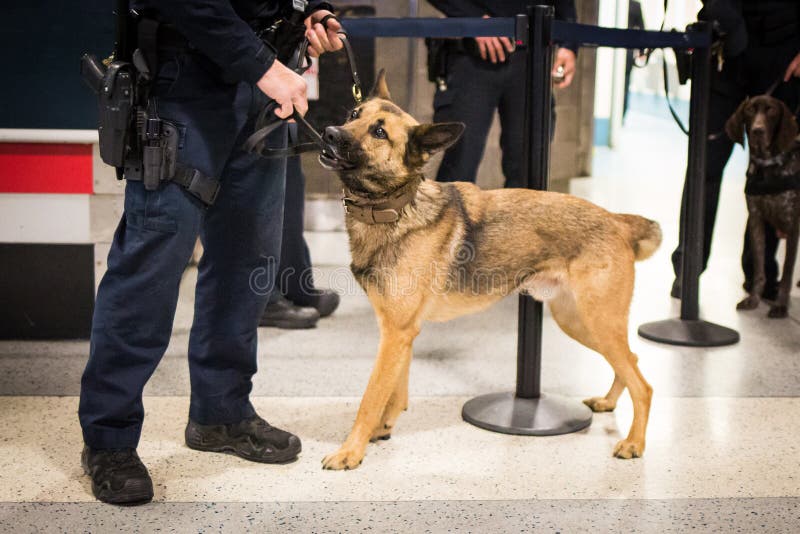 Police dog with officer stock photo. Image of bangkok - 105278332