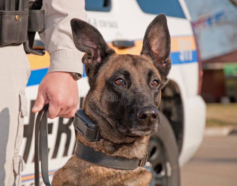 Police K9 stock photo. Image of protect, police, partner - 15678640
