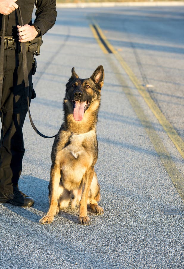 Police dog stock image. Image of safety, animal, police - 46119037