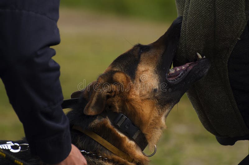 Police dog stock photo. Image of state, black, german - 43797550