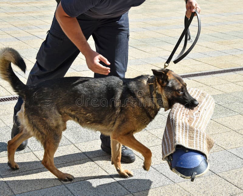 Police dog in training stock photo. Image of scene, training - 120972528