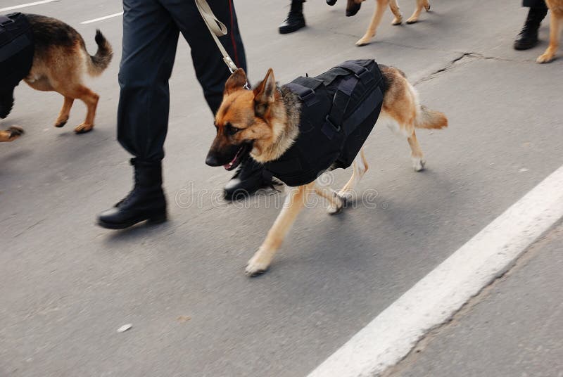 Police with dogs stock image. Image of marching, shepherd - 92835575