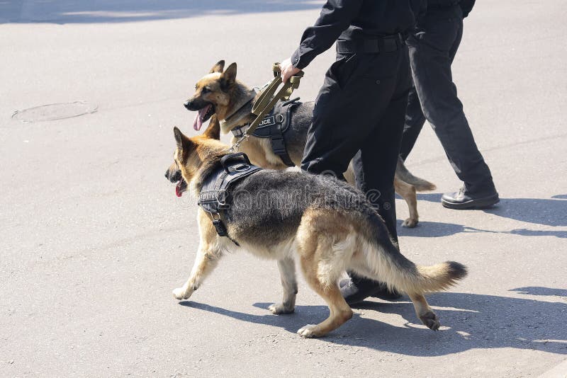 Police German Shepherds on the Service and Officers Stock Image - Image ...