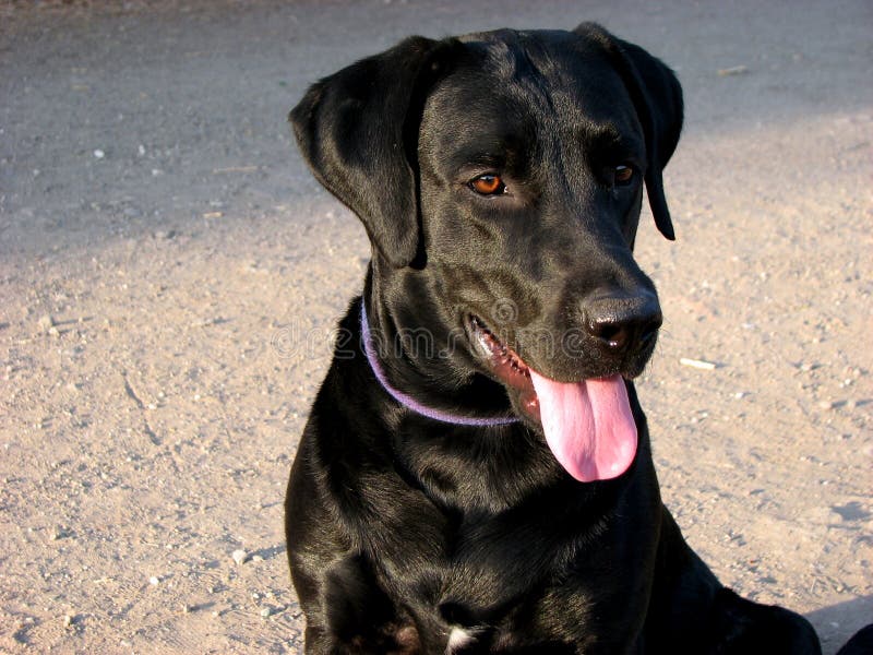 Police Labrador stock image. Image of labrador, police - 2403779