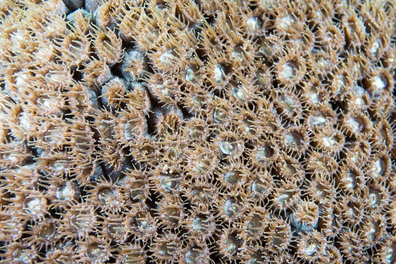 De Poliepen van het koraal stock foto. Image of achtergrond - 7438604