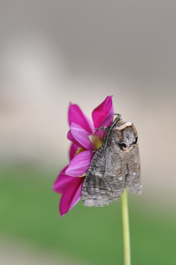 Noctuidae moth foto de archivo. Imagen de polilla, animales - 249055506
