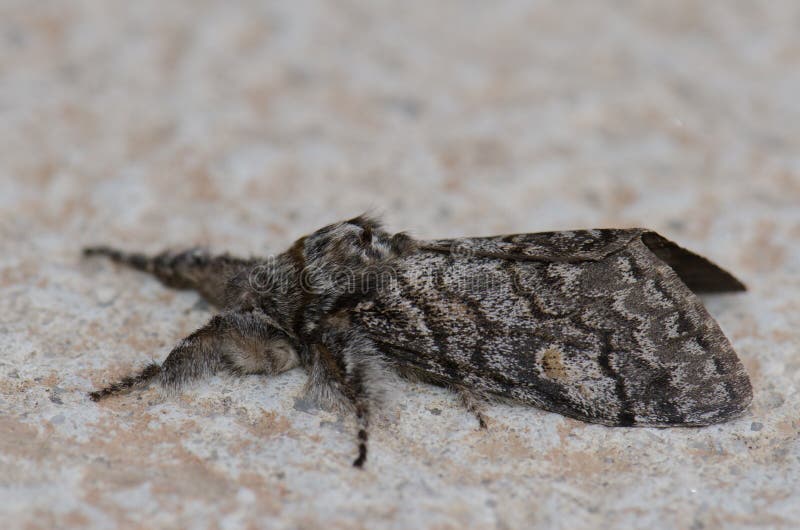 Polilla imagen de archivo. Imagen de diversidad, endémico - 126182875