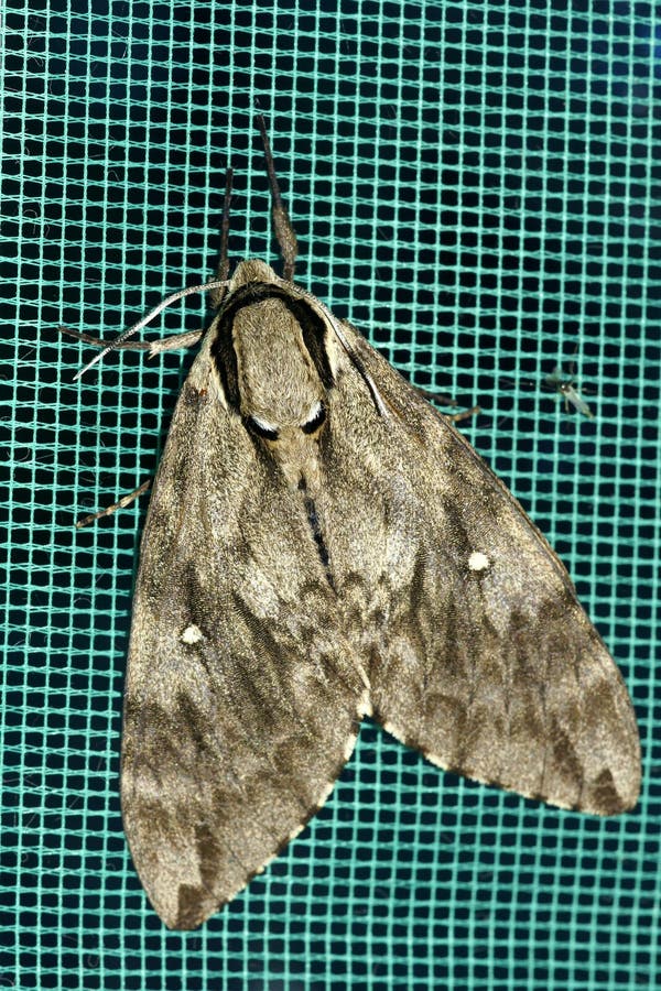 Polilla foto de archivo. Imagen de bicho, animal, gris - 20240916