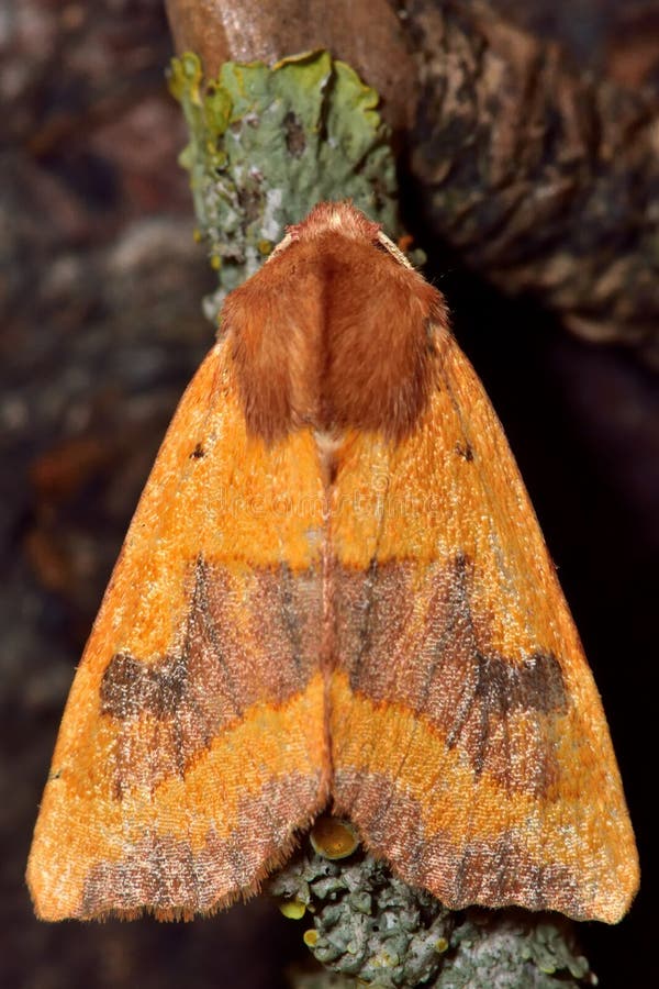 Polilla Cetrina Centro-barrada (centrago De Atethmia) En Perfil Imagen ...