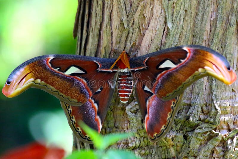 Polilla de atlas imagen de archivo. Imagen de mundo - 107362351