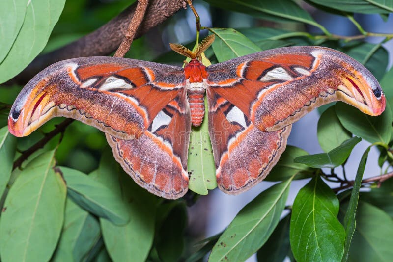 Ciclo De Vida Masculino De La Polilla De Atlas Del Attacus Imagen de ...