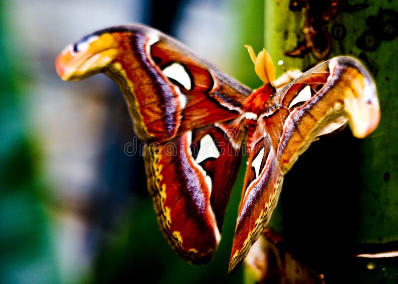Atlas at Moth Attacus Atlas Es Una Gran Polilla Saturnida Que Se ...