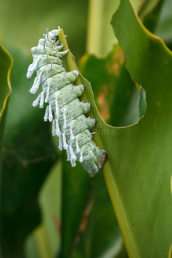 Polilla De Atlas (atlas) De Attacus Caterpillar Foto de archivo ...