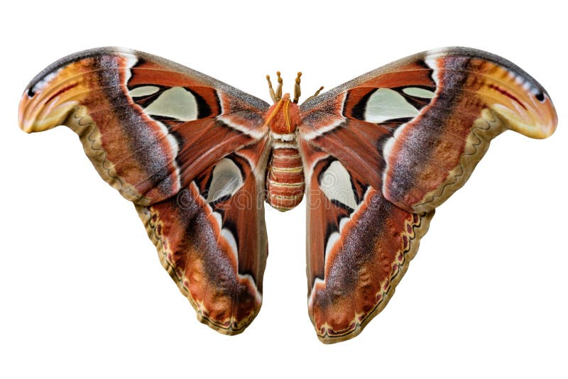 Polilla De Atlas De Attacus La Mariposa Gigante Foto de archivo ...