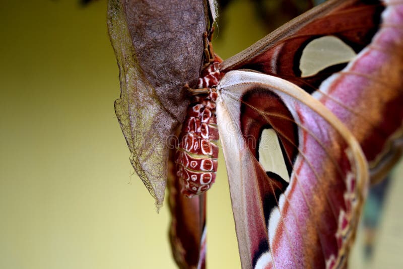 Atlas at Moth Attacus Atlas Es Una Gran Polilla Saturnida Que Se ...